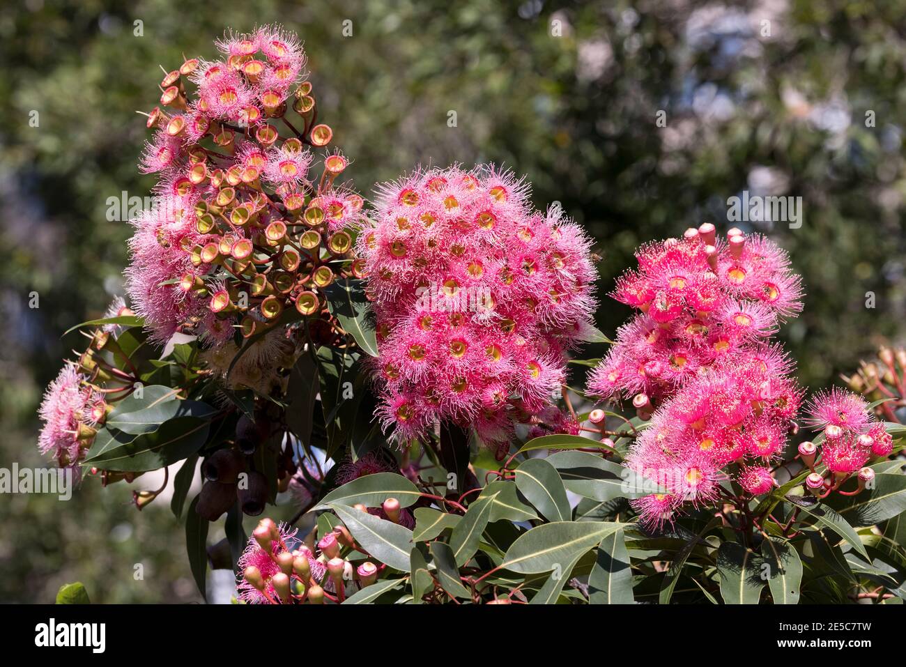 Red flowering gum tree hi-res stock photography and images - Alamy