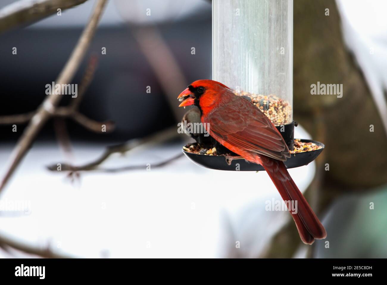 Red cardinal male eating on bird feeder Stock Photo - Alamy