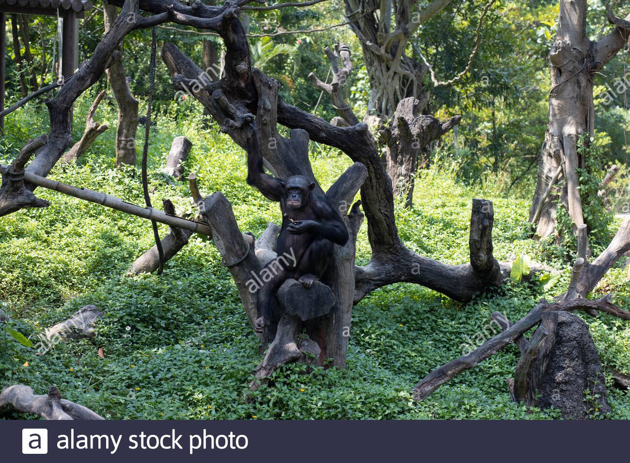 Chimpanzee In A Tree High Resolution Stock Photography and Images - Alamy
