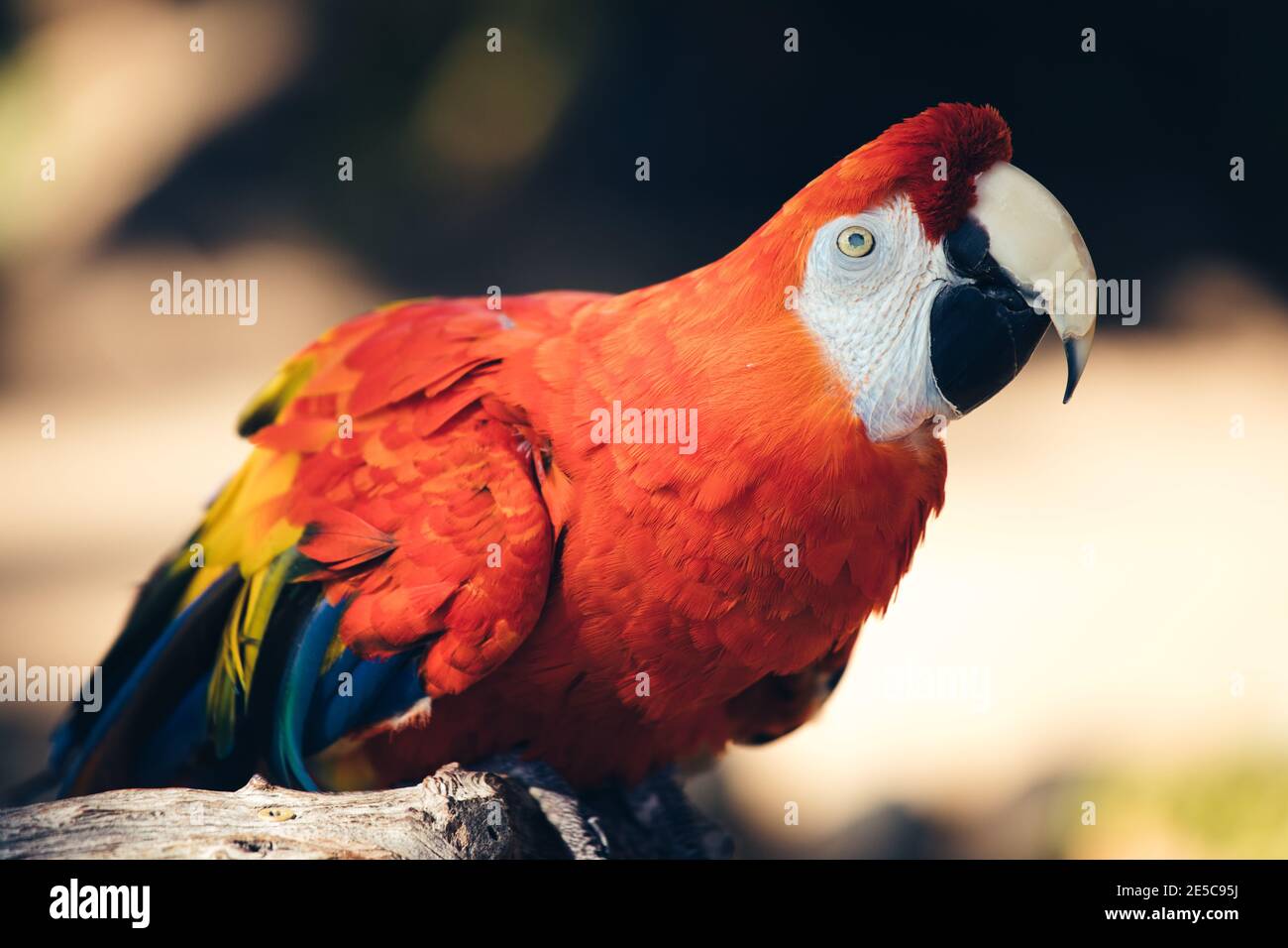 Parrot outdoor hi-res stock photography and images - Alamy