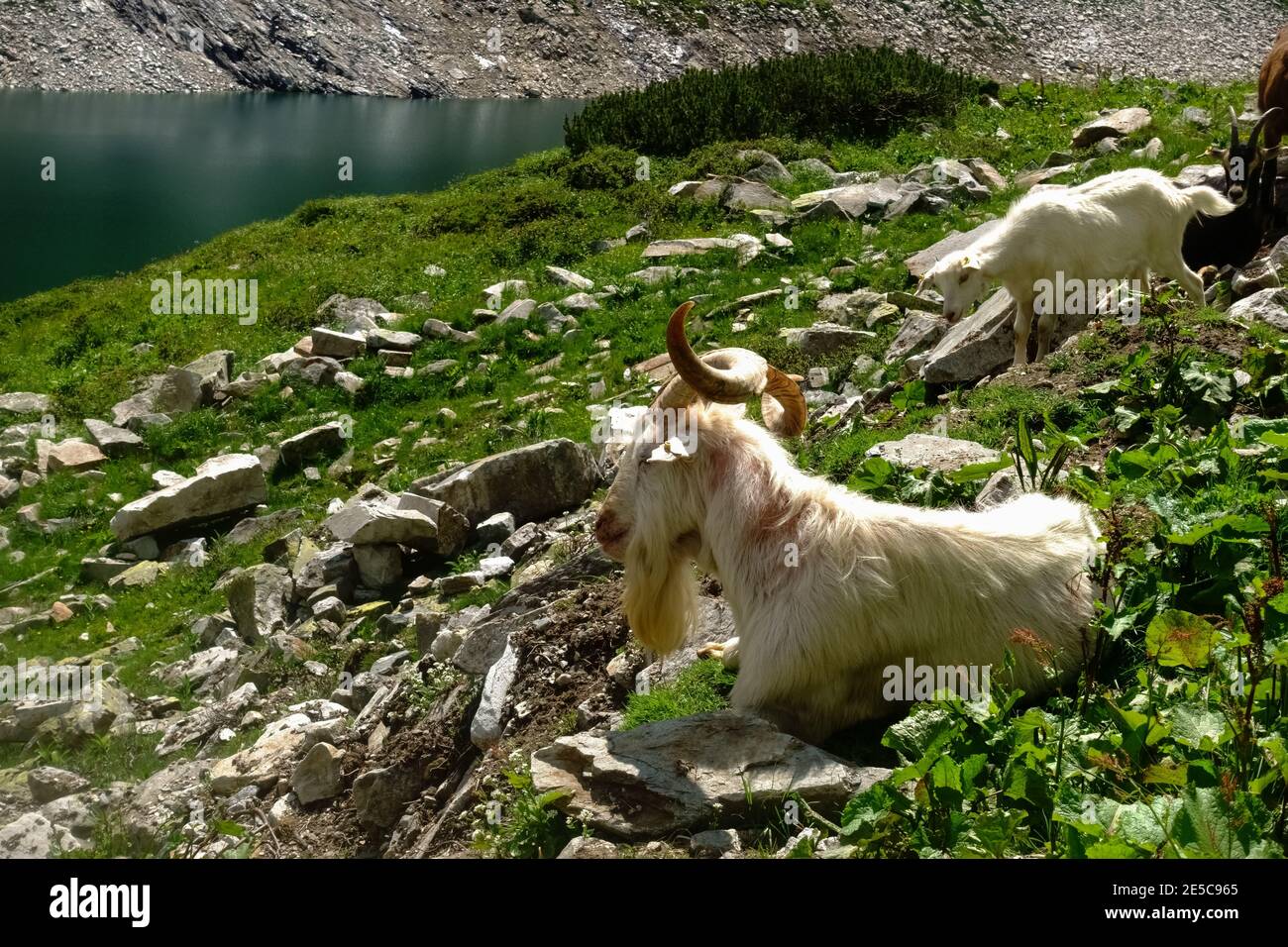 white mountain goat with twisted horns lies at a hill between rocks in ...