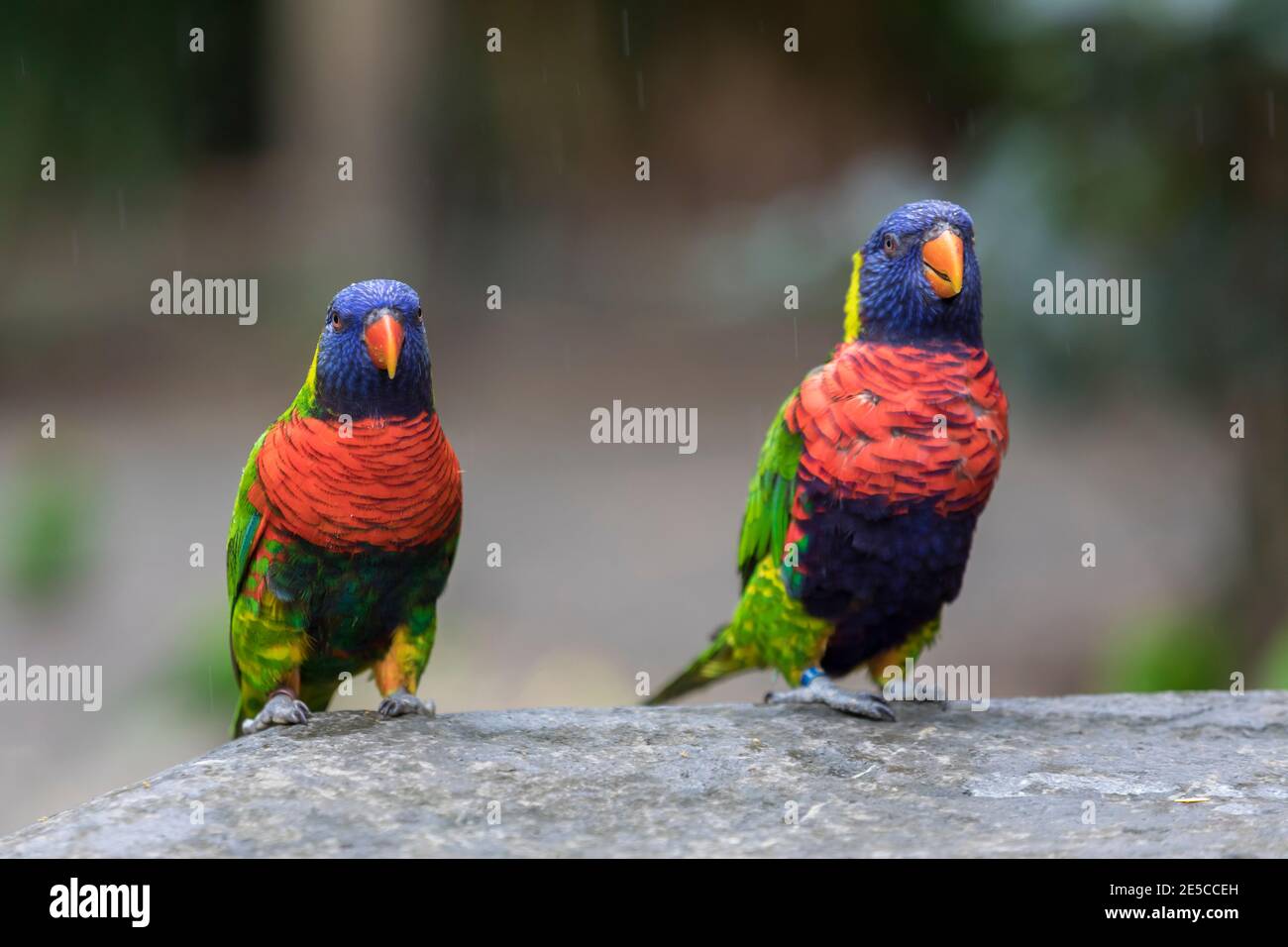 Martinique parrot hi-res stock photography and images - Alamy
