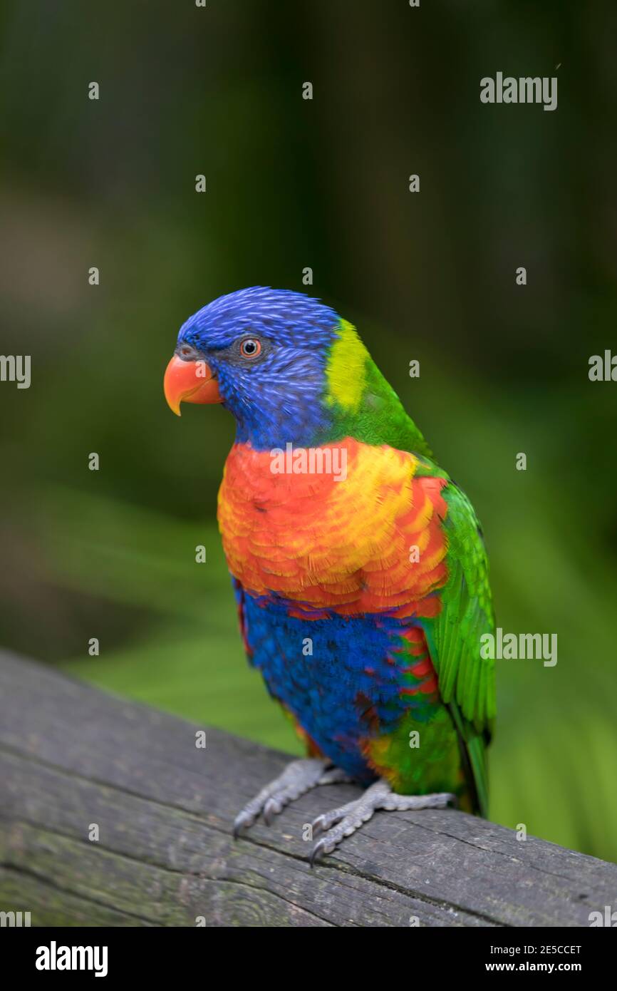 Martinique parrot hi-res stock photography and images - Alamy