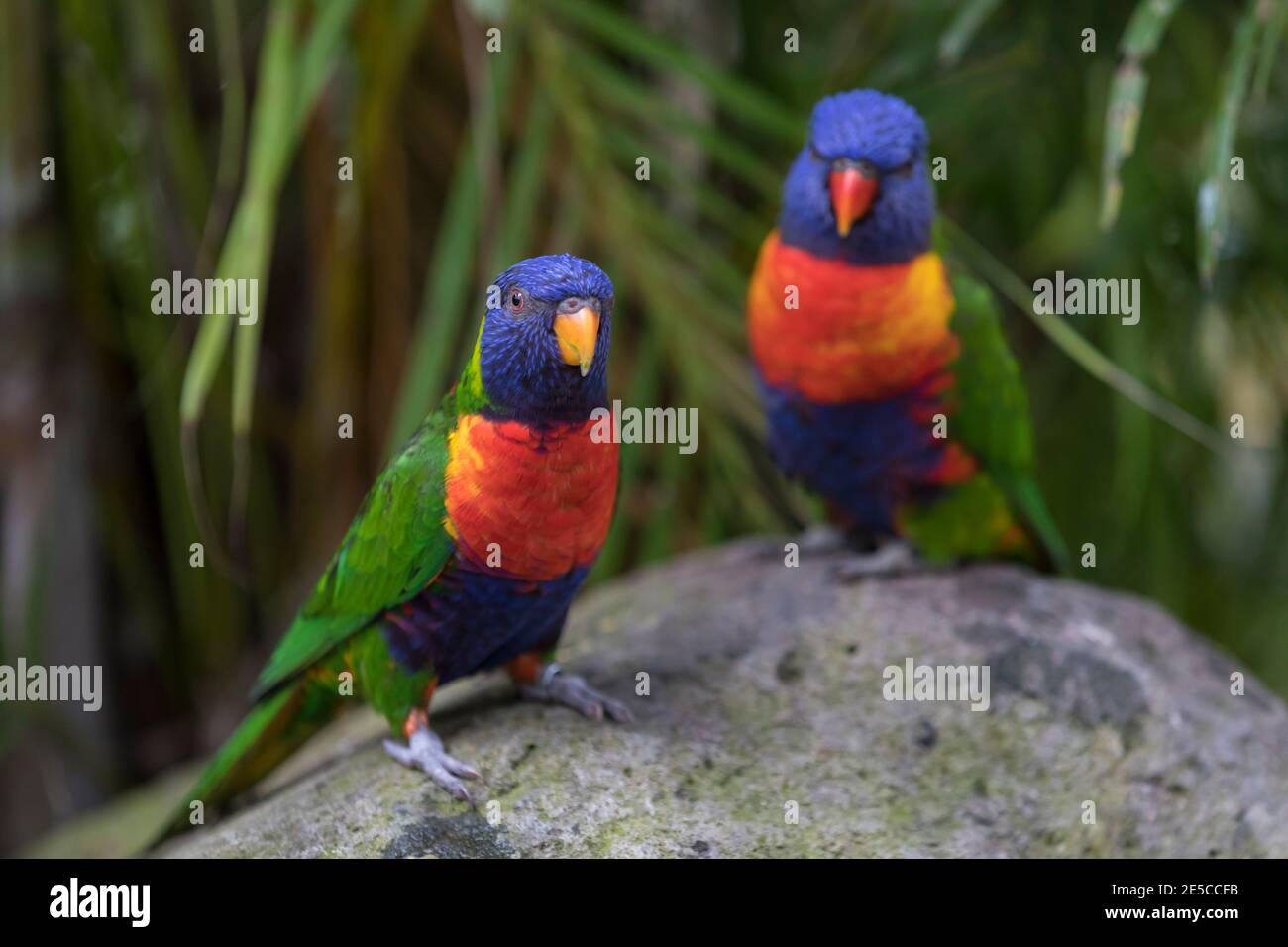 Martinique parrot hi-res stock photography and images - Alamy