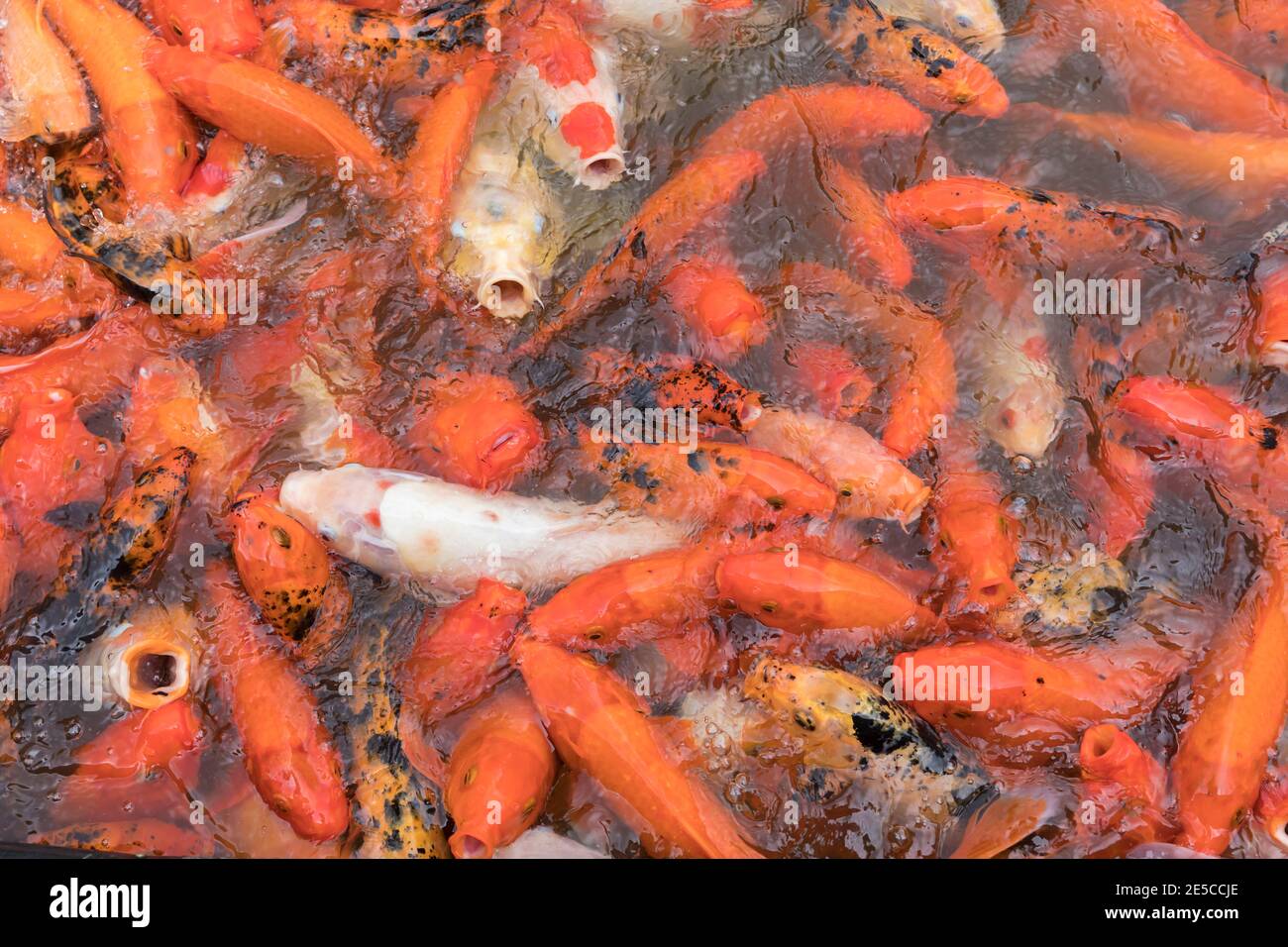 Balata botanical gardens hi-res stock photography and images - Alamy