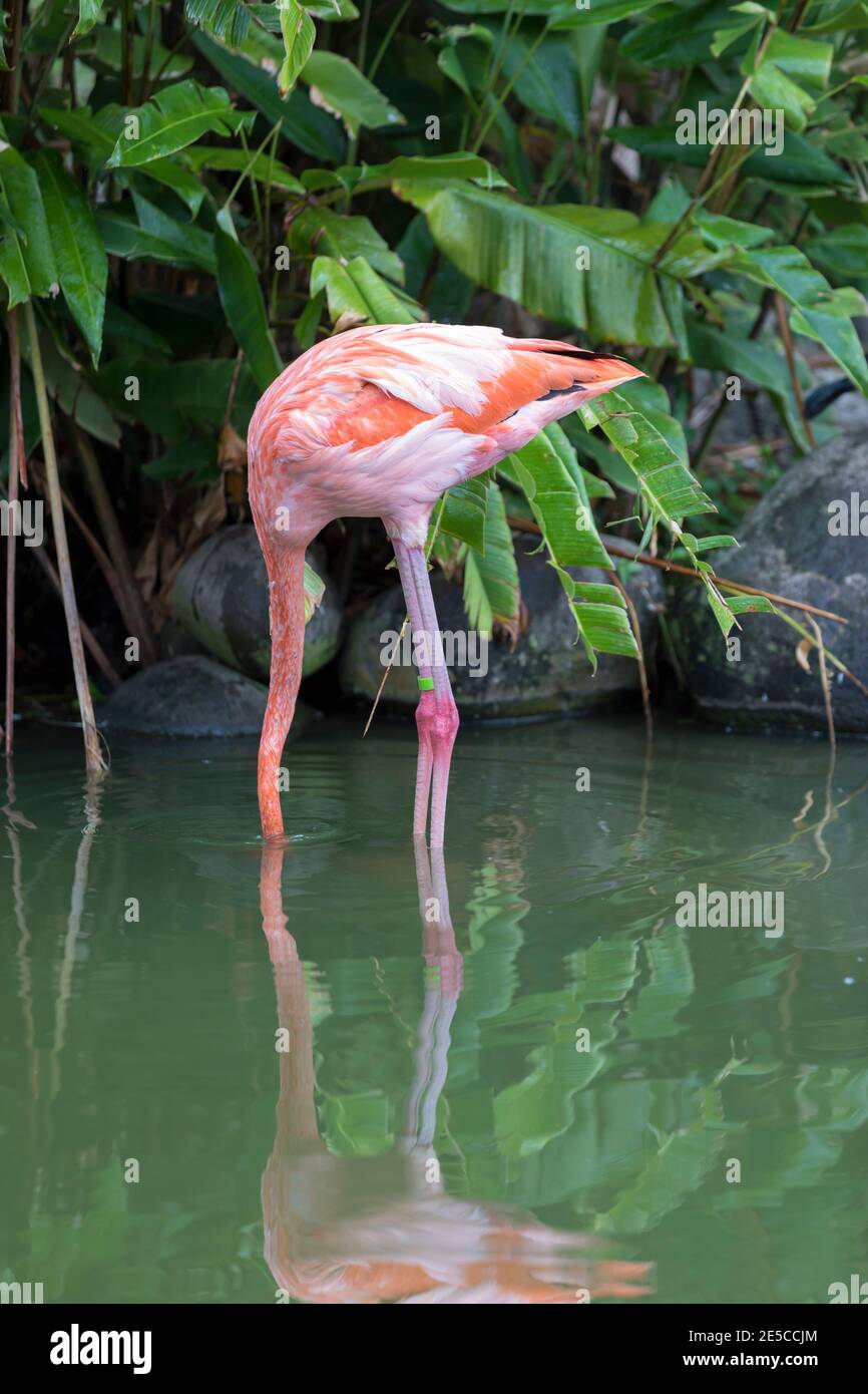 A pink flamingo fishing with its head under water in Martinique Stock ...