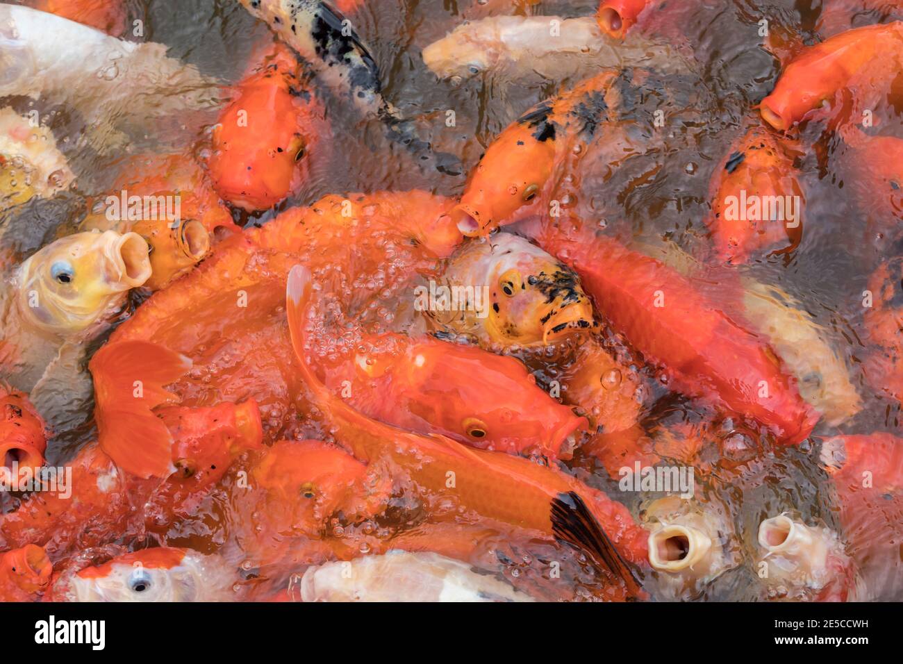 Koi tail hi-res stock photography and images - Alamy
