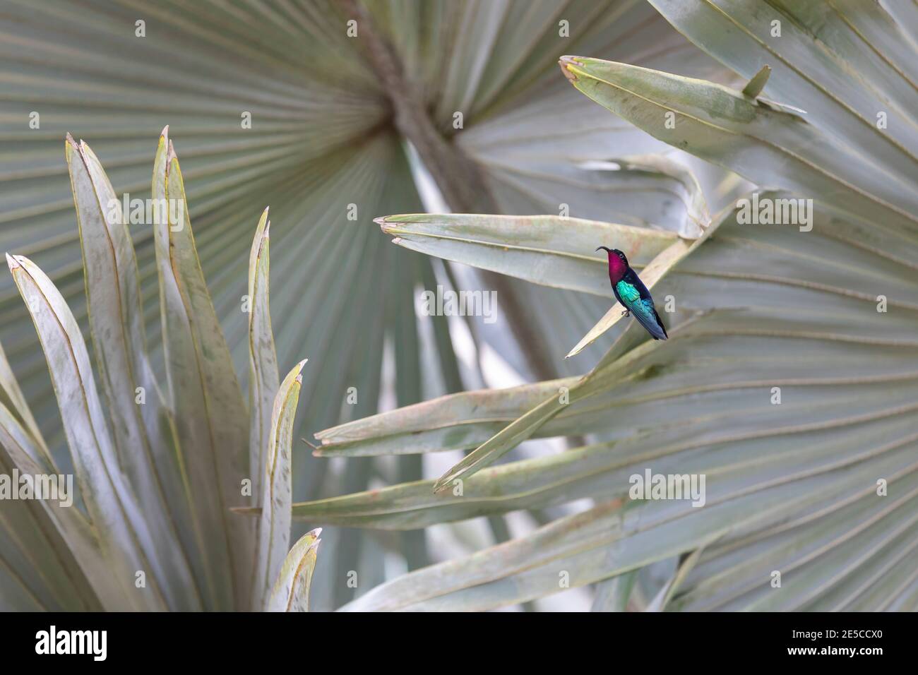 Blue hummingbird hi-res stock photography and images - Alamy