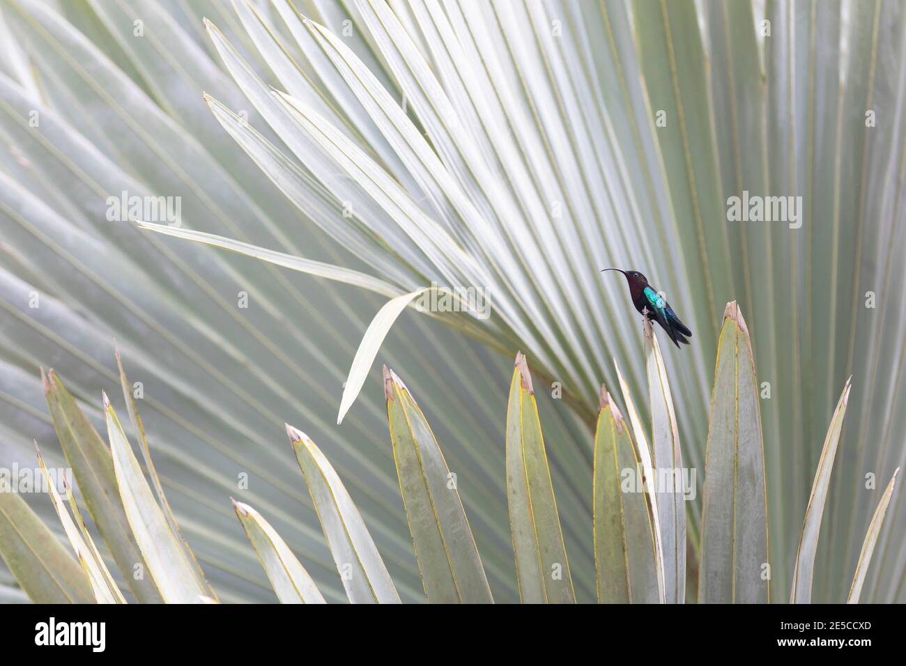 Magenta and blue hummingbird hi-res stock photography and images - Alamy