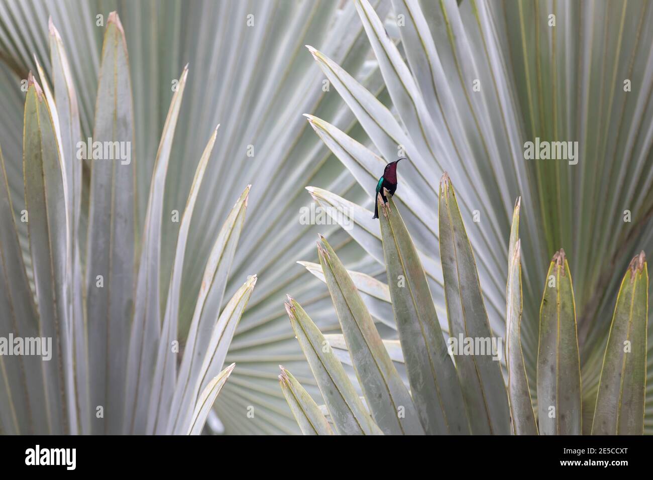 Blue hummingbird hi-res stock photography and images - Alamy