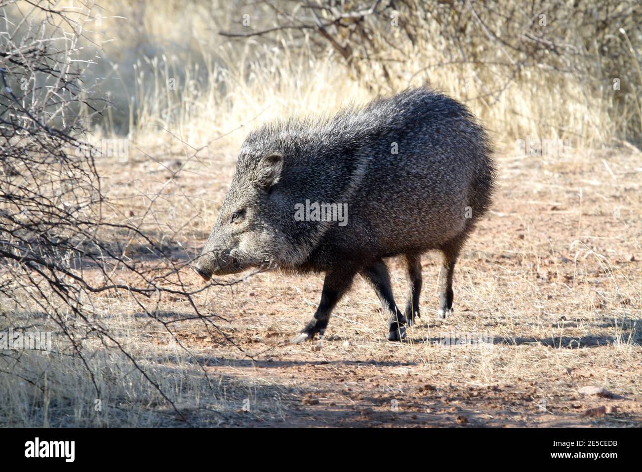 Solo pig hi-res stock photography and images - Alamy