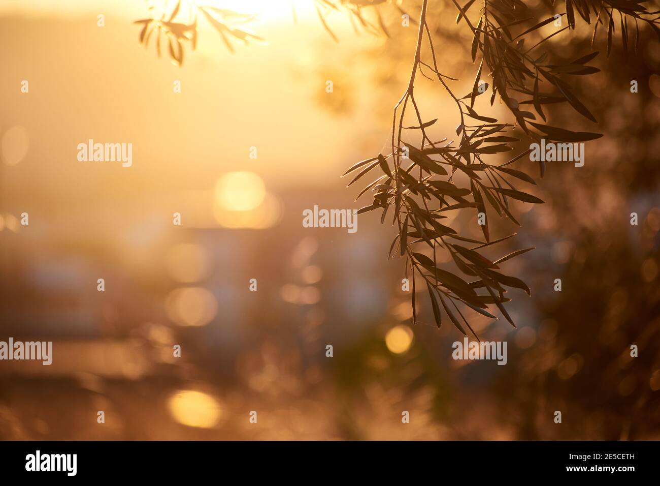 Beautiful olive tree branch at sunset. Background Stock Photo - Alamy