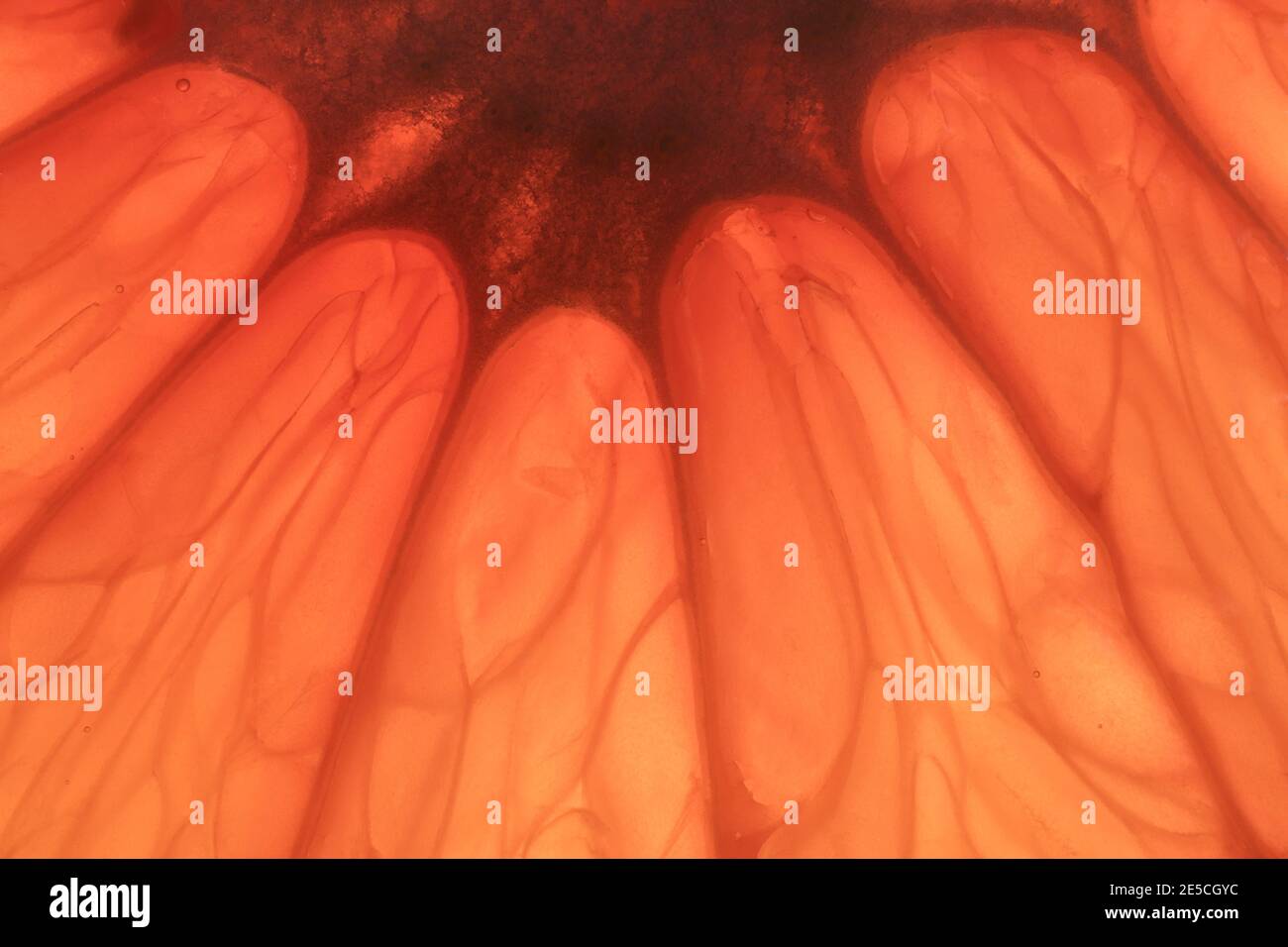 Closeup macro photograph of the patterns and coloration of cells near ...