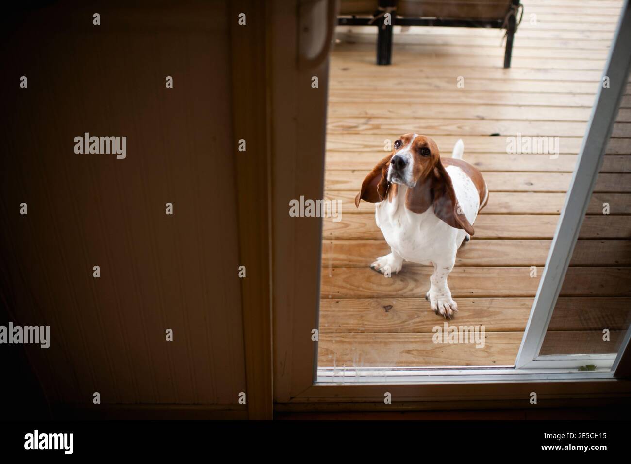Dog looking behind door hi-res stock photography and images - Alamy