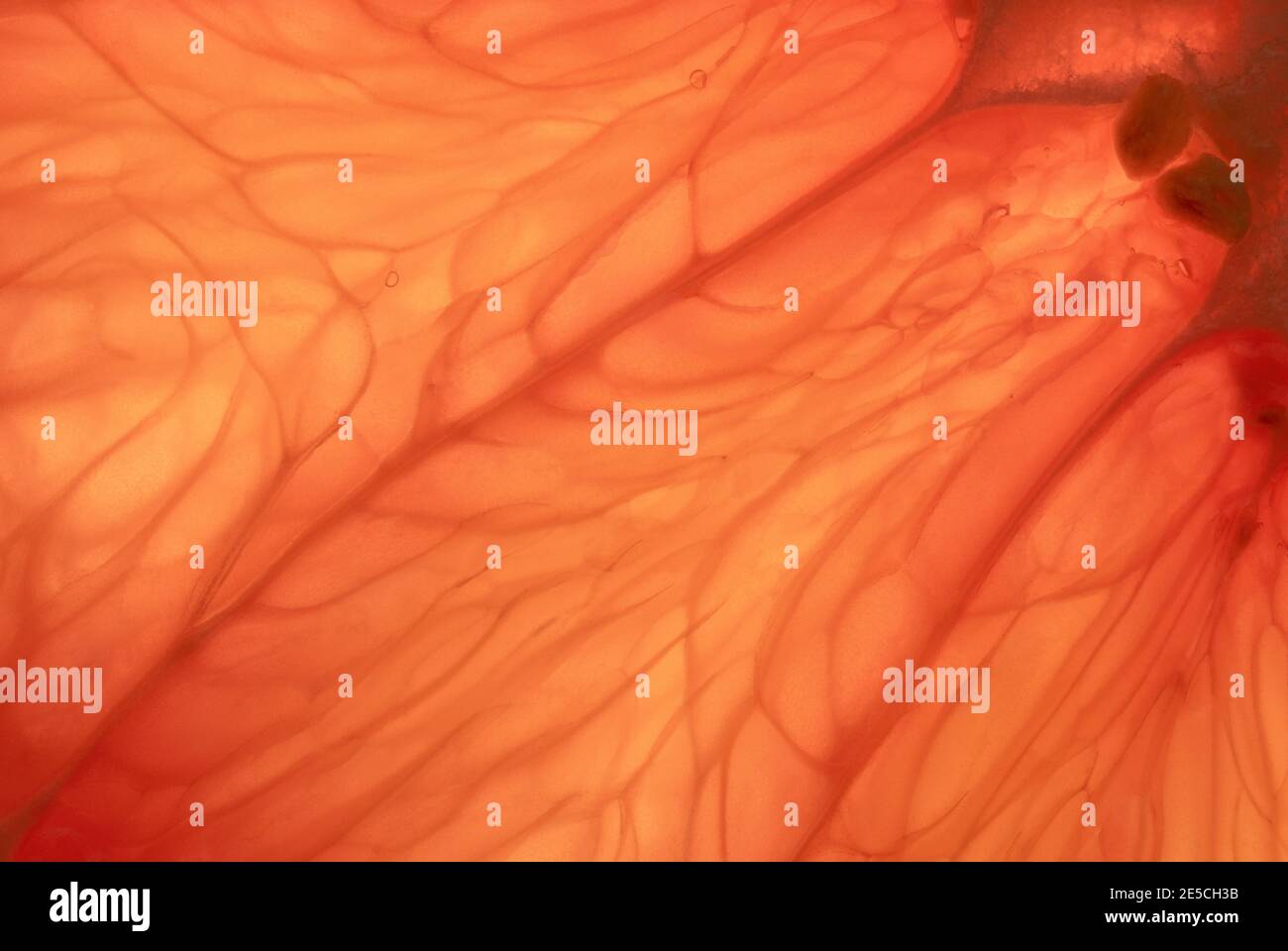 Fruit cell structure hi-res stock photography and images - Alamy