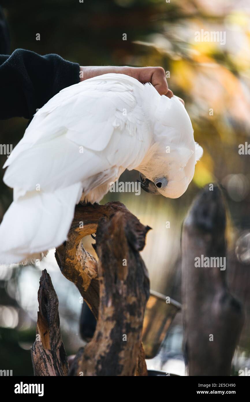 Rose breasted cockatoo sitting on the tree branch outdoors Stock Photo ...