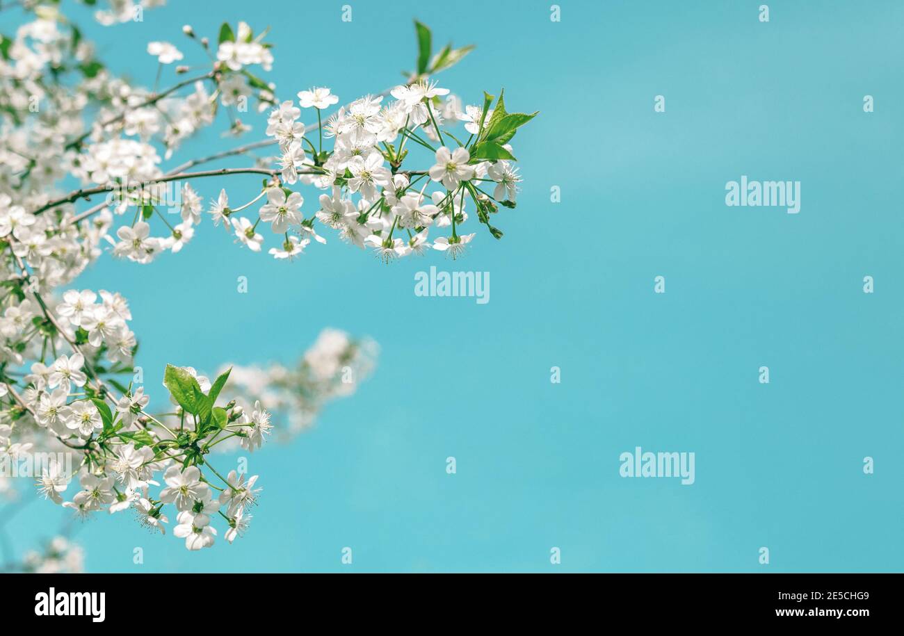 Beautiful cherry blossom in spring hi-res stock photography and images ...