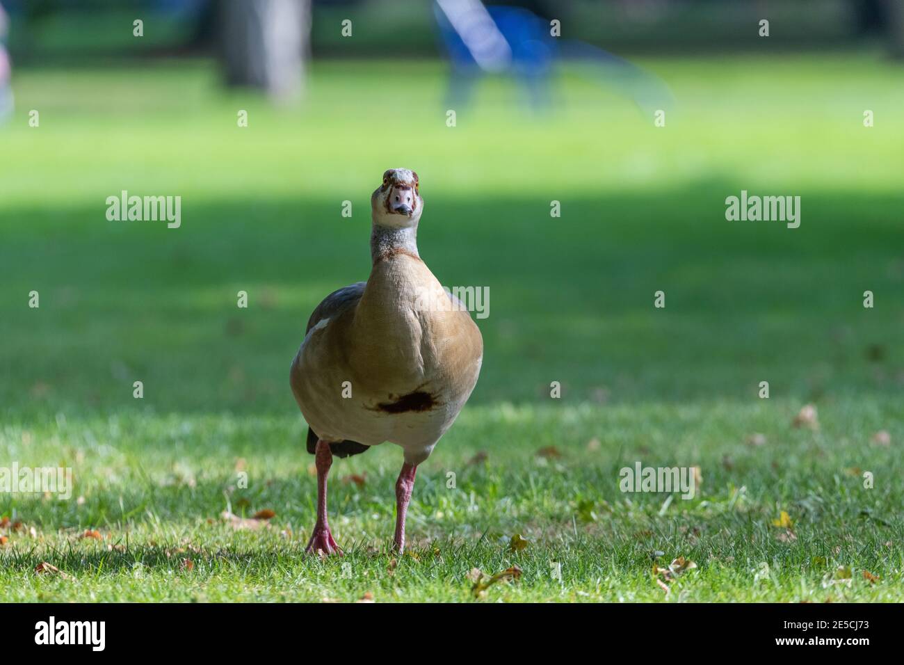 Goose facing camera hi-res stock photography and images - Alamy