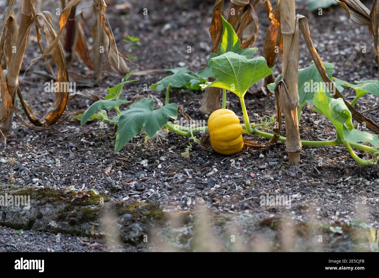 Cucurbit crop hi-res stock photography and images - Alamy