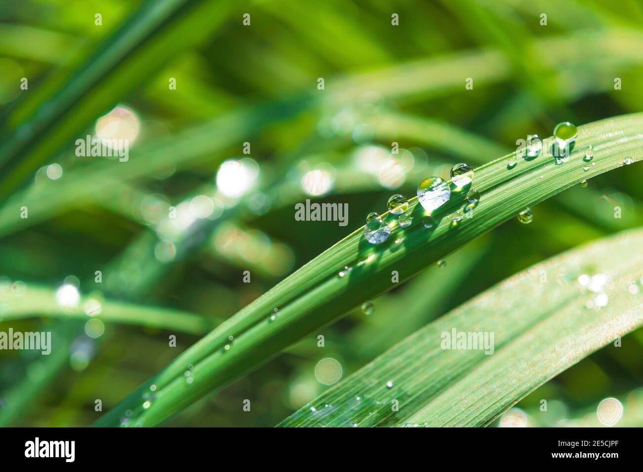 Cold winter morning dew on grass hi-res stock photography and images ...