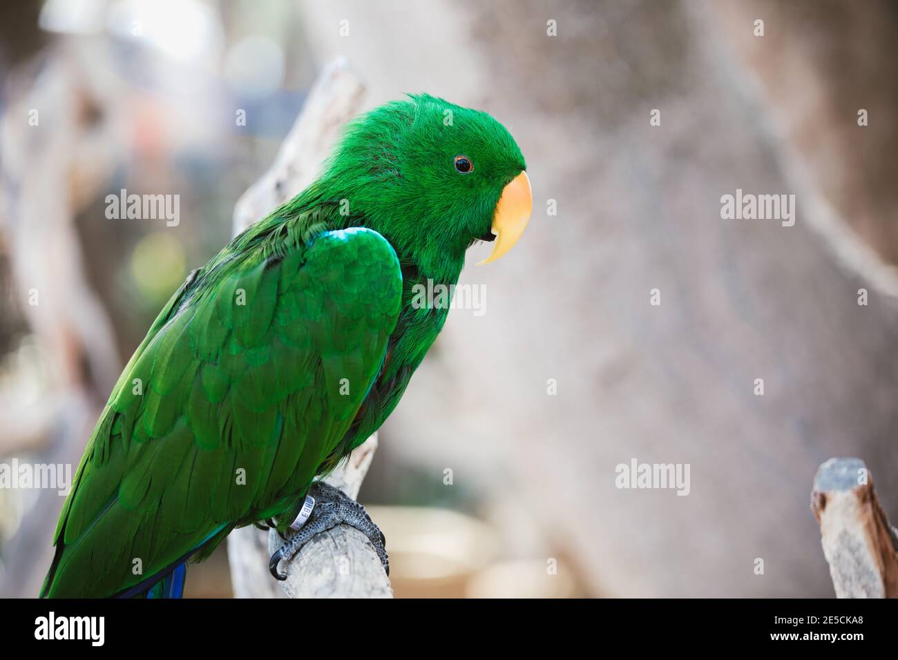 South american amazon parrot hi-res stock photography and images - Alamy