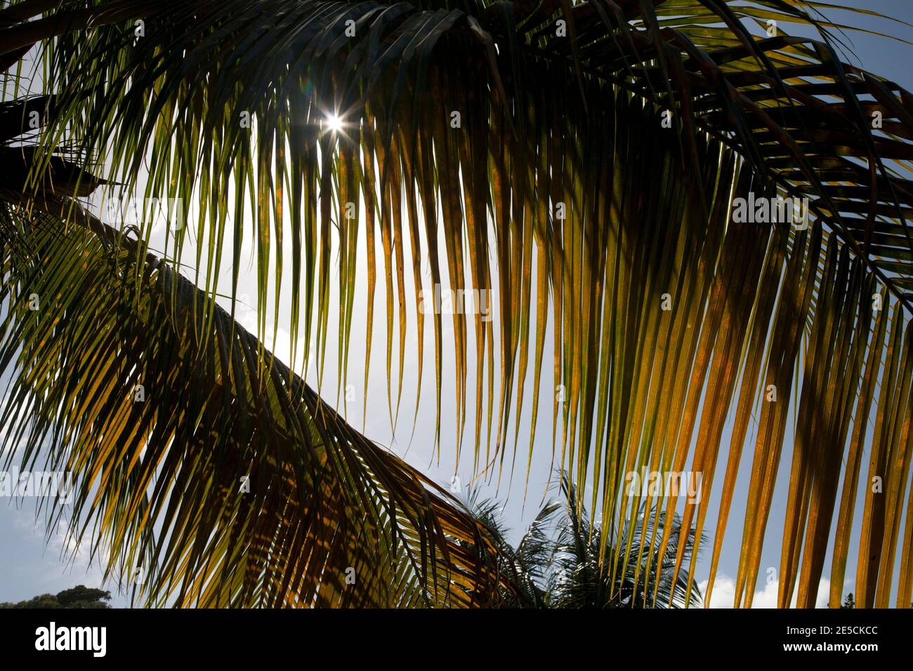 sunburst through palm tree fronds garden of mount cinnamon hotel ...