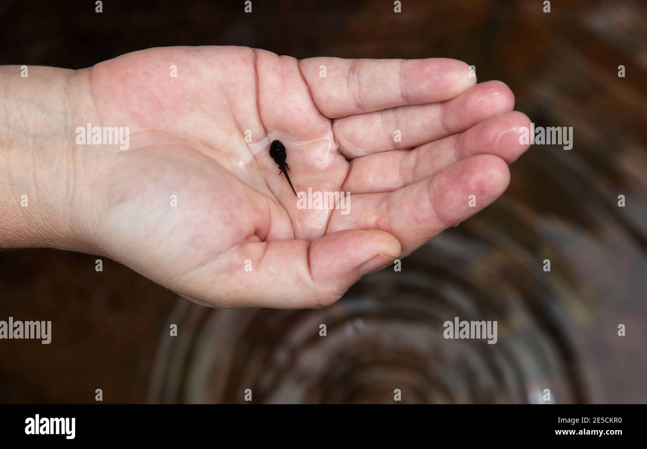 Tadpole hand hi-res stock photography and images - Alamy