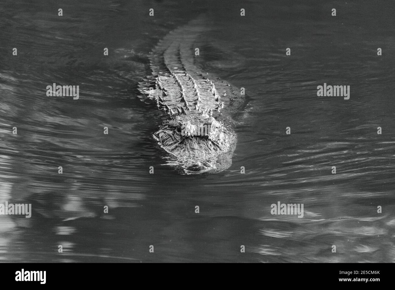 Closeup grayscale of an alligator in the water Stock Photo - Alamy
