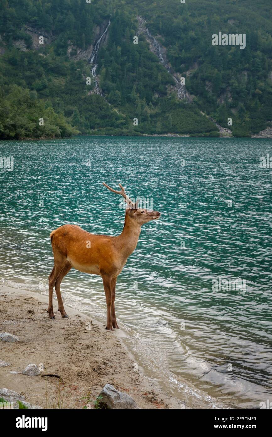 Stay at lake hi-res stock photography and images - Alamy