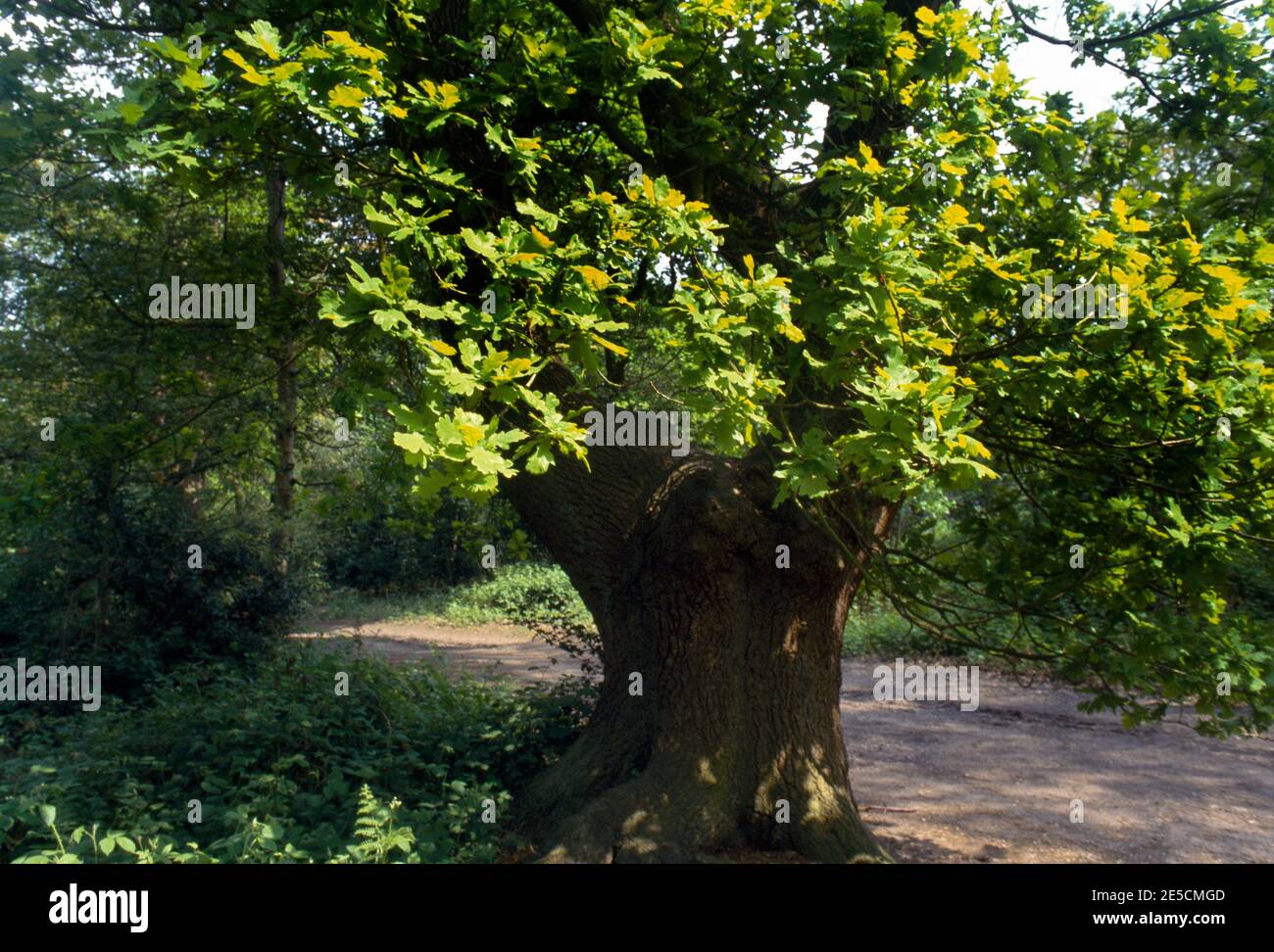 London oak tree hi-res stock photography and images - Alamy