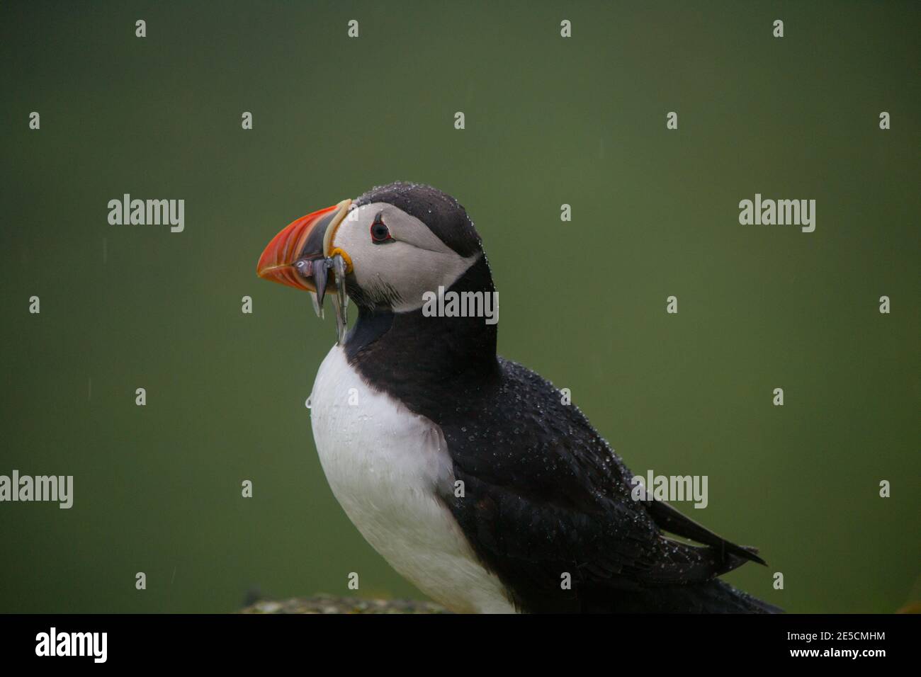 Puffin Holding Fish High Resolution Stock Photography and Images - Alamy