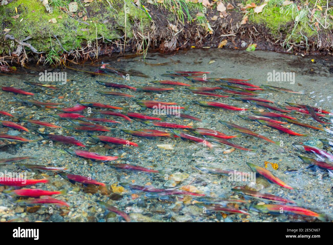 Salmon migration in Lake Tahoe at Nevada, USA Stock Photo - Alamy