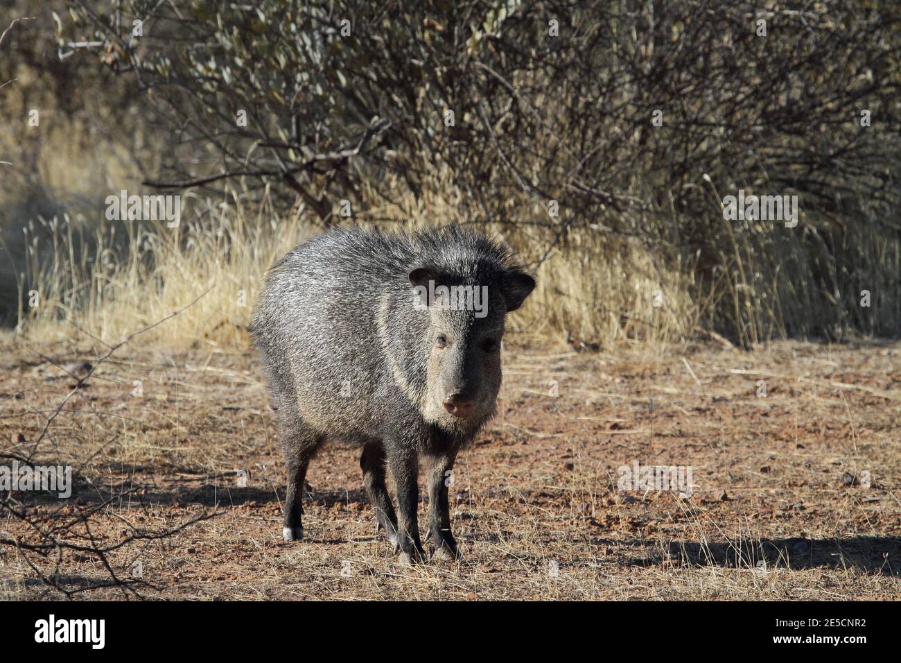 Arizona wild pig hi-res stock photography and images - Alamy