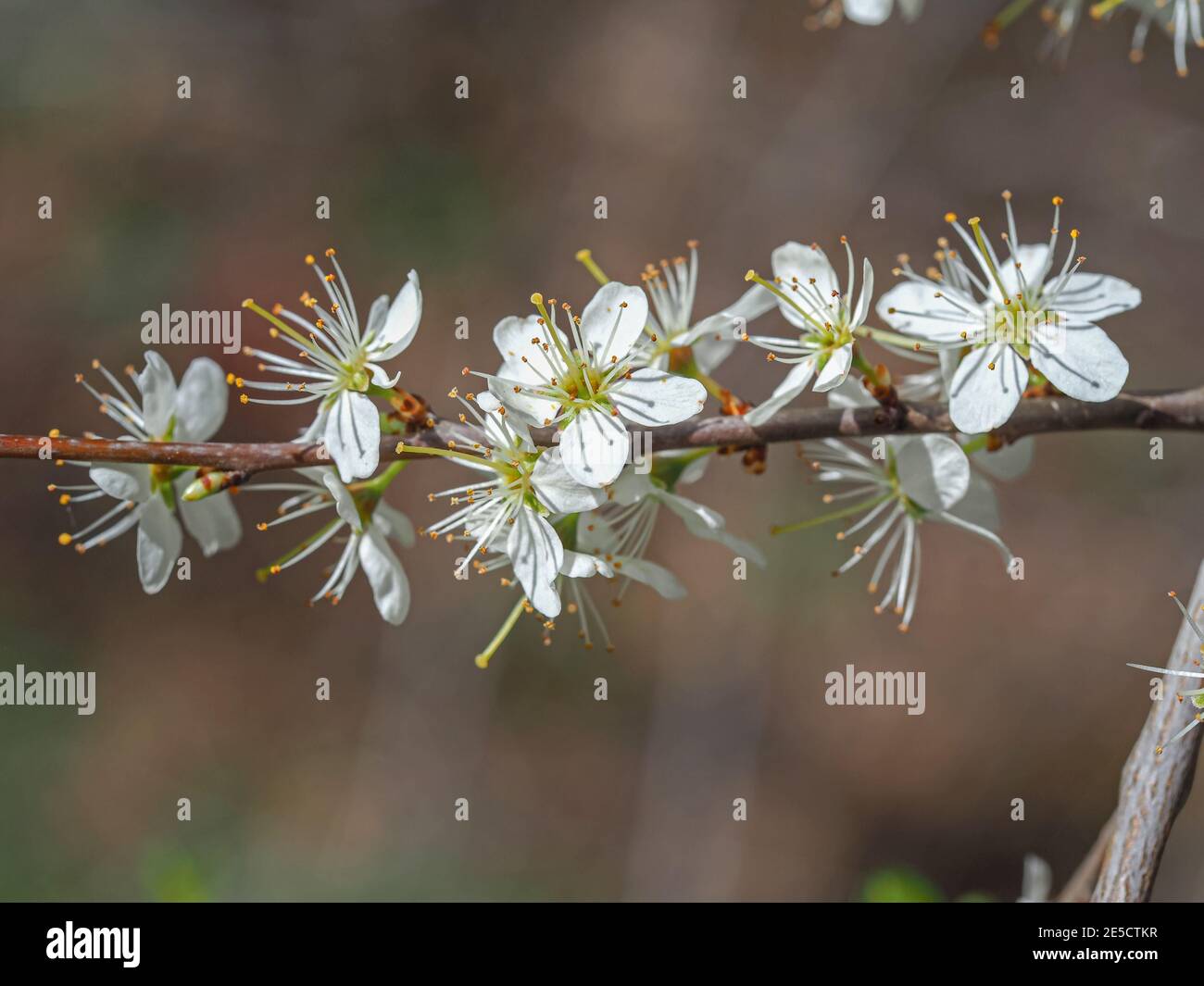 Blackthorn sloe prunus spinosa flowers hi-res stock photography and ...