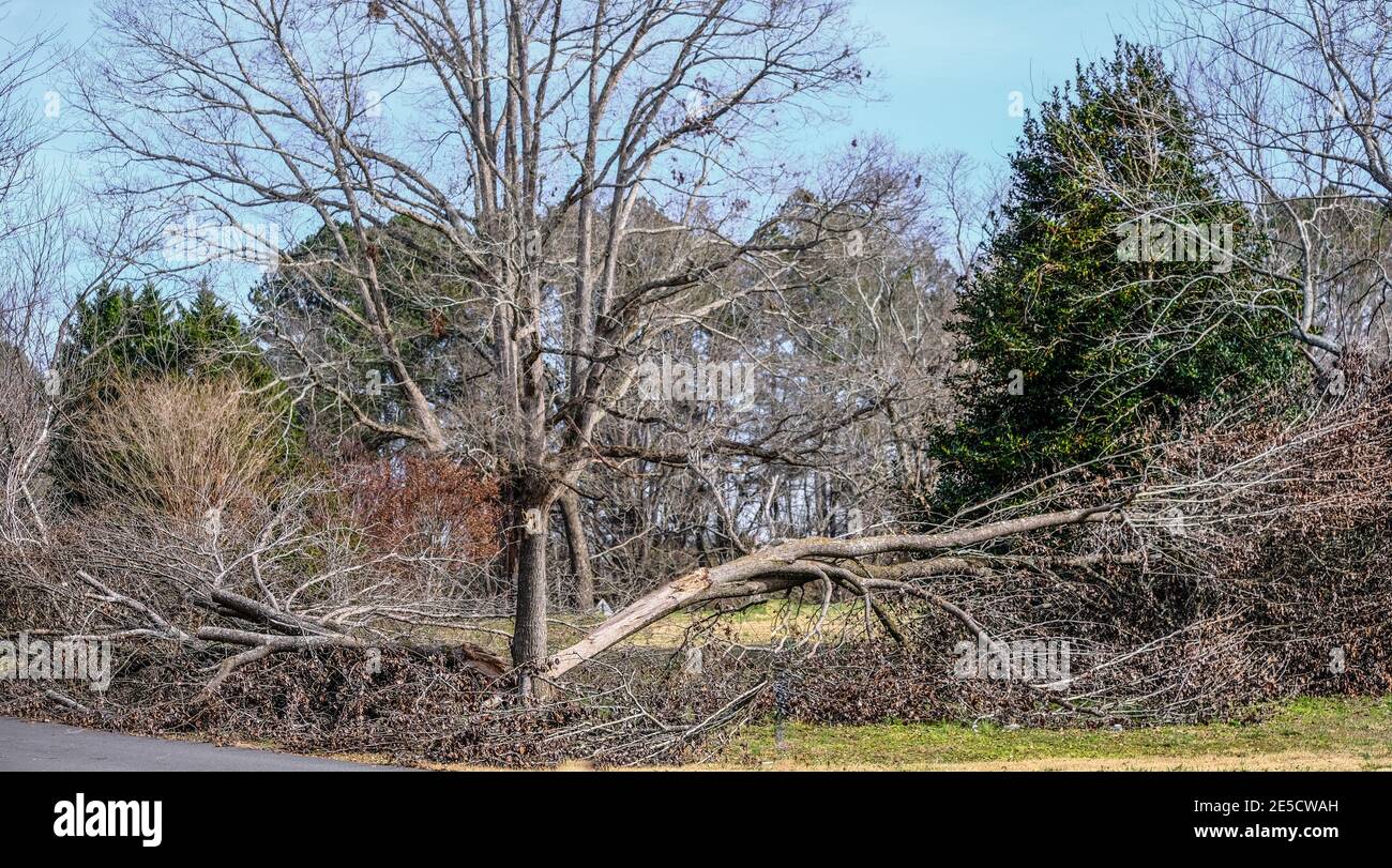 Broken Tree From Storm Damage Stock Photo - Alamy