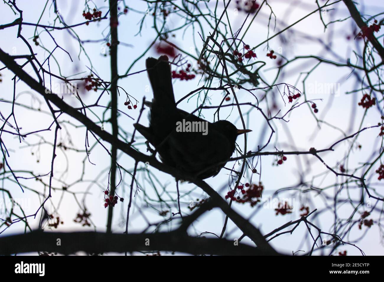 Bare Tree Silhouette Birds