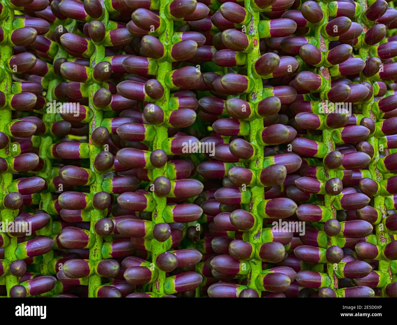 Mayang Tree fruit. (Mayang pinang, Arenga pinnata) One of the trees ...
