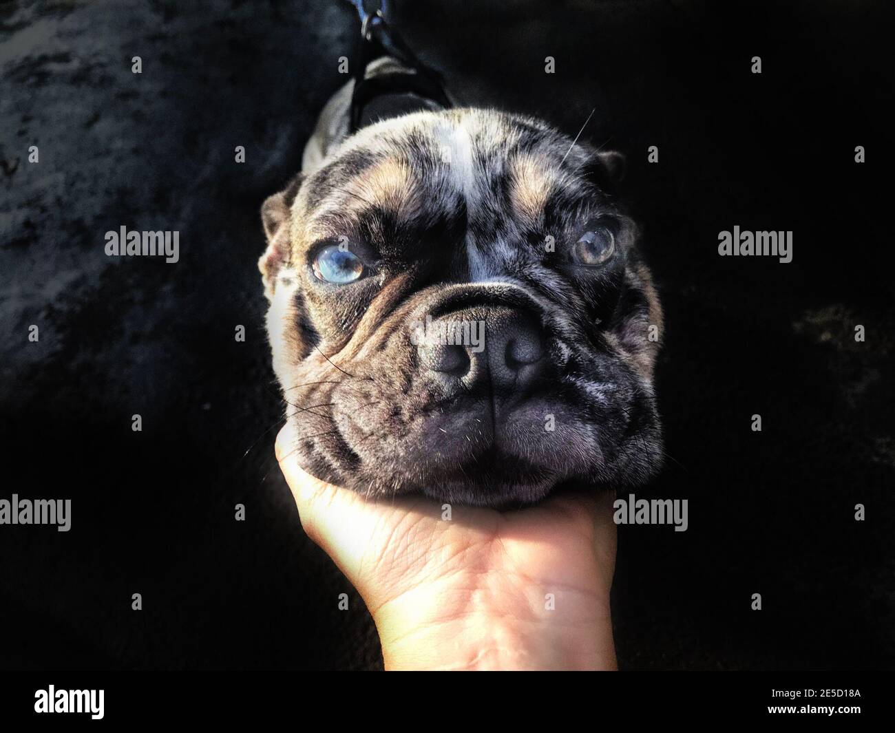 Dog portrait hand hi-res stock photography and images - Alamy