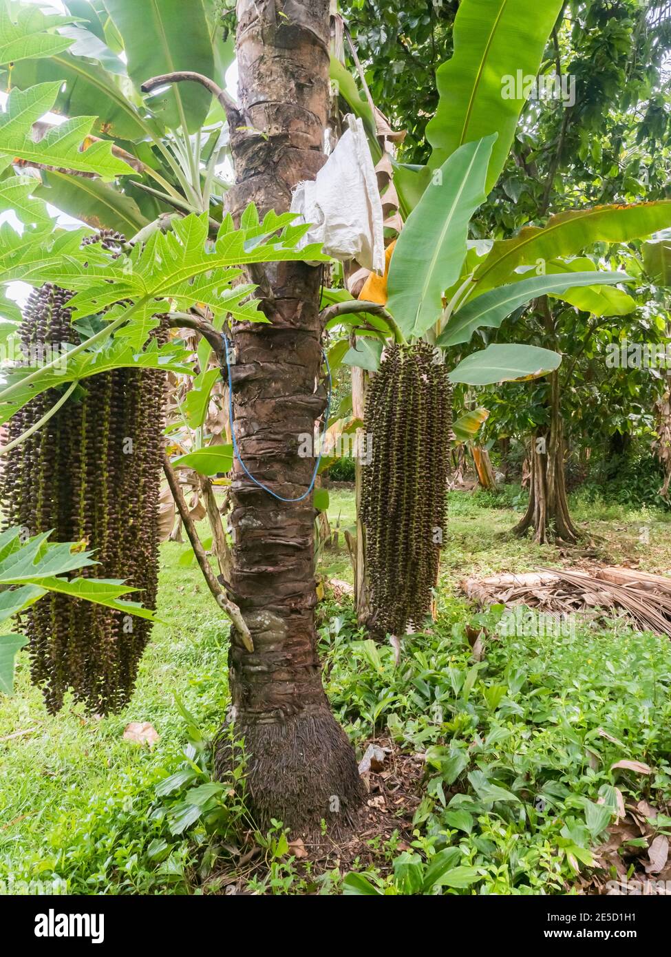 Mayang Tree fruit. (Mayang pinang, Arenga pinnata) One of the trees ...