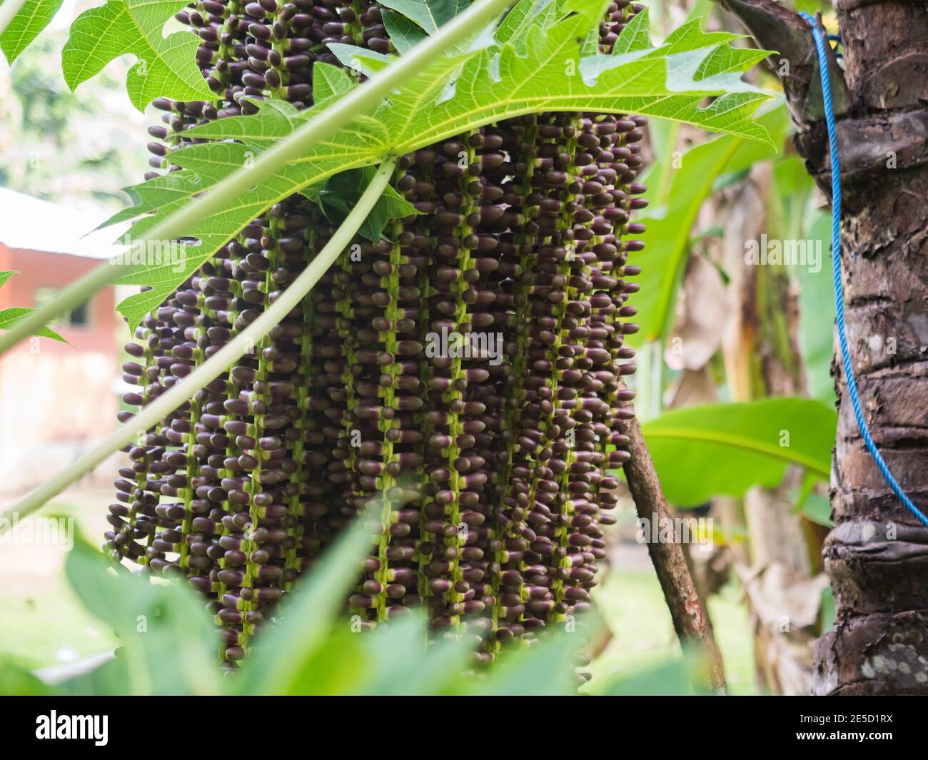 Mayang Tree fruit. (Mayang pinang, Arenga pinnata) One of the trees ...
