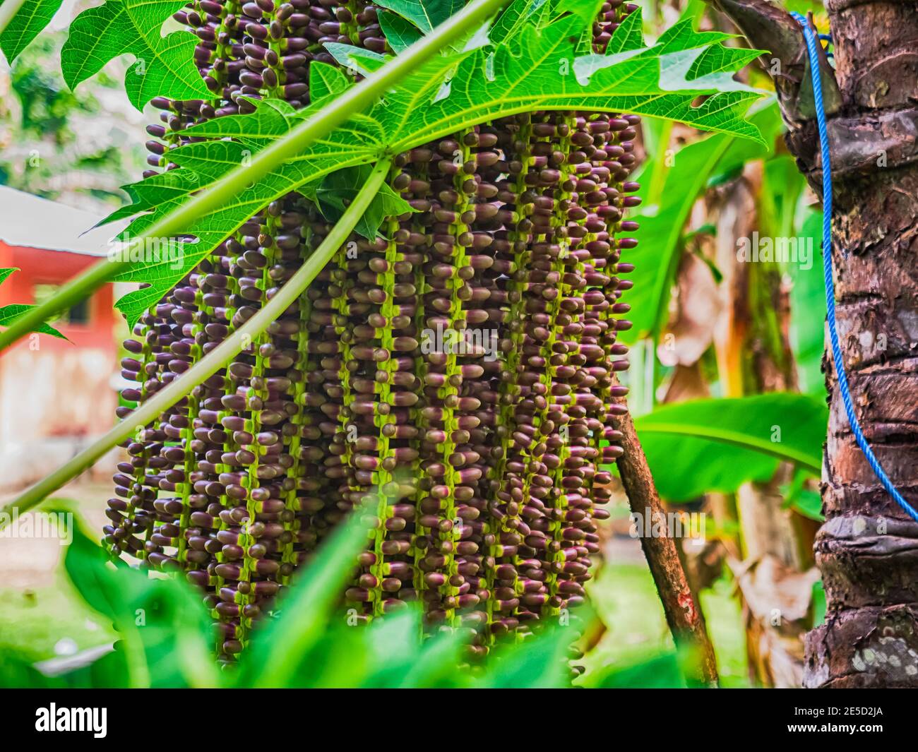 Mayang Tree fruit. (Mayang pinang, Arenga pinnata) One of the trees ...