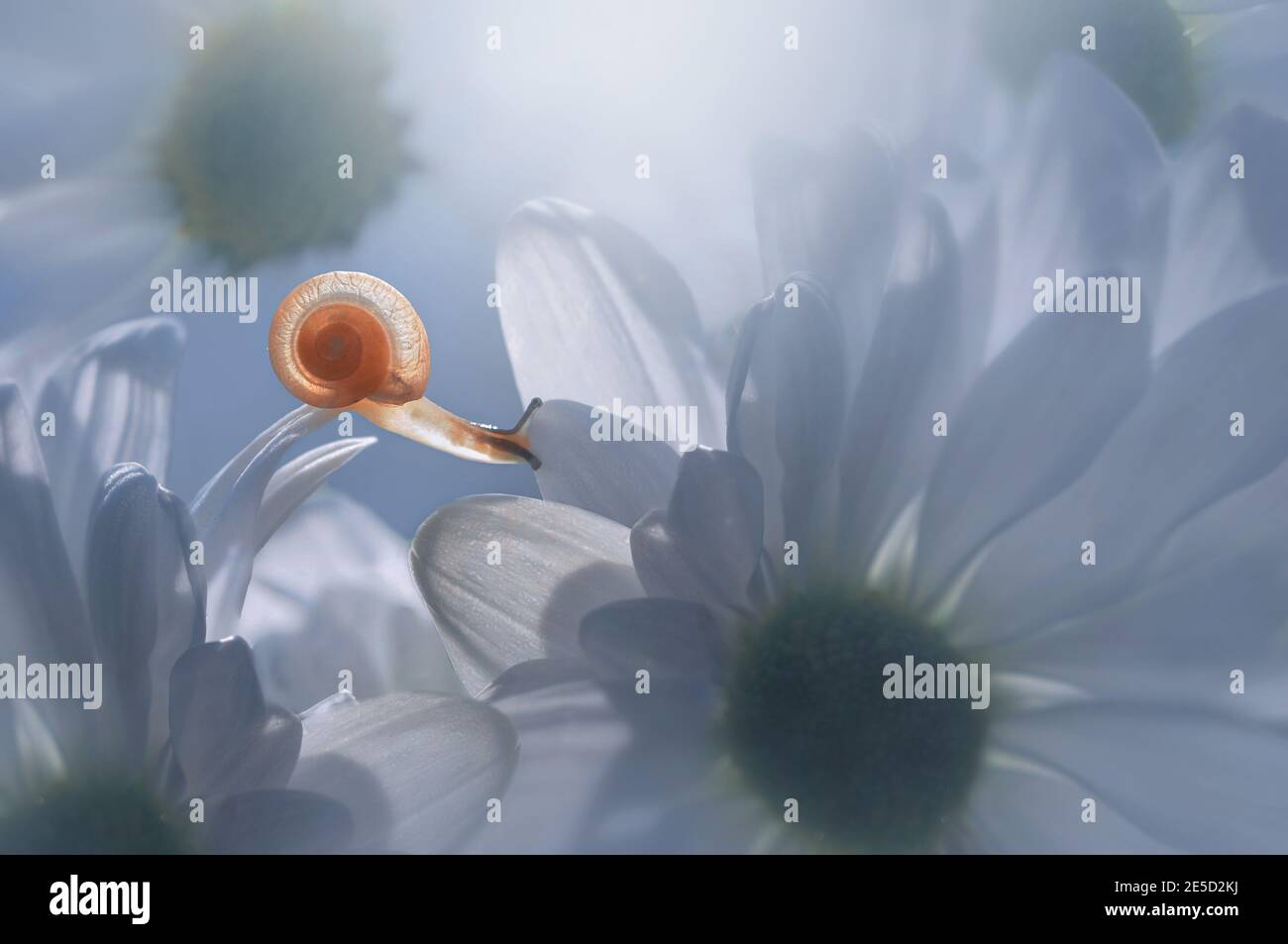 Miniature flower bloom hi-res stock photography and images - Alamy