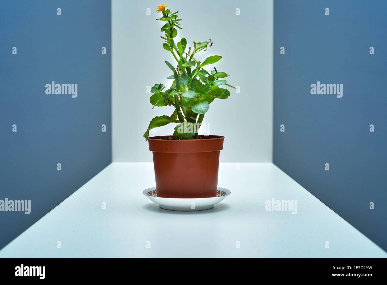 Simple symmetric still life of a flower on the shelf Stock Photo - Alamy
