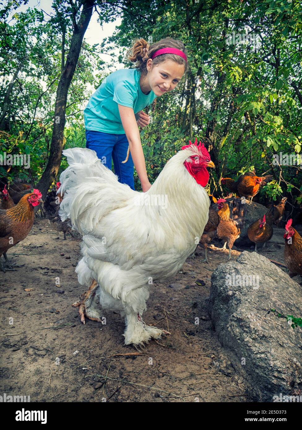 Portrait rooster farm animals hi-res stock photography and images - Alamy