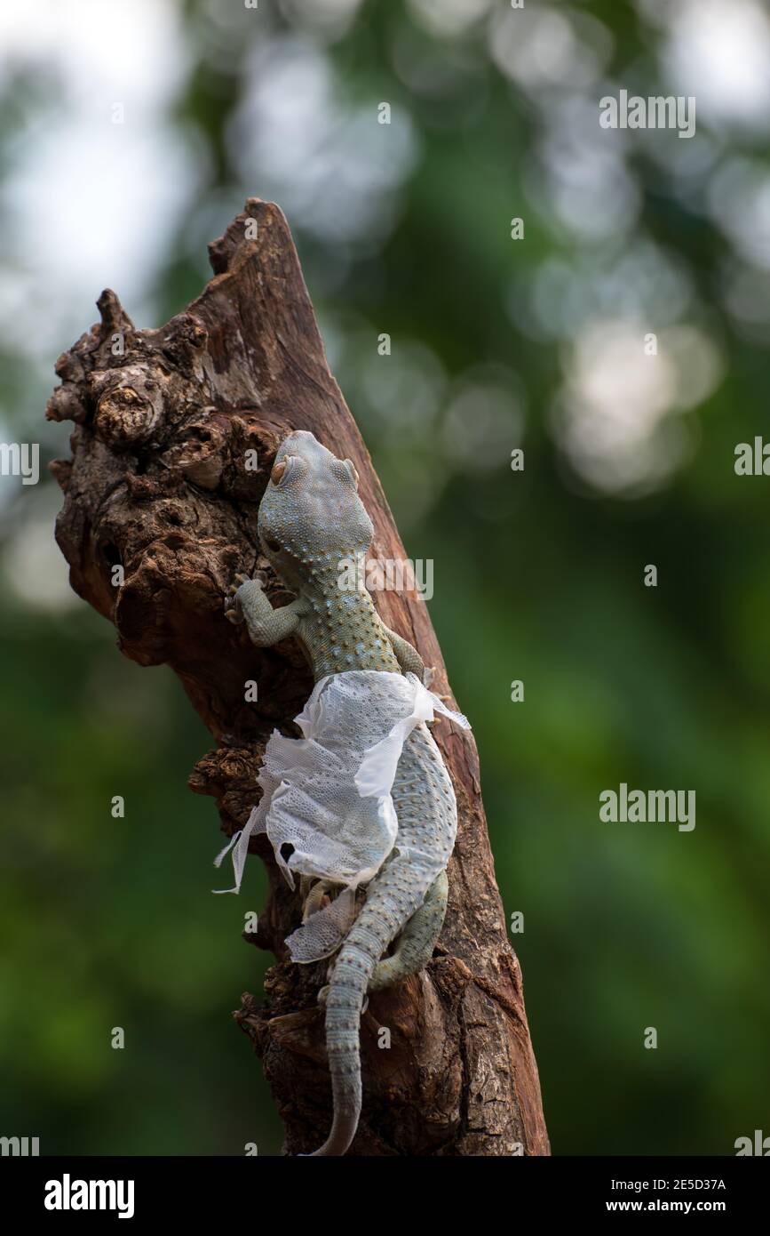 Lizard shedding skin hi-res stock photography and images - Alamy