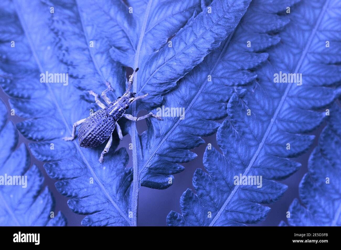 Blue weevil hi-res stock photography and images - Alamy