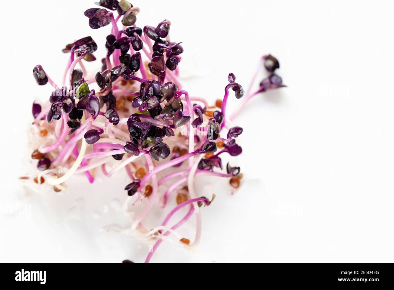 Red sprouter hi-res stock photography and images - Alamy