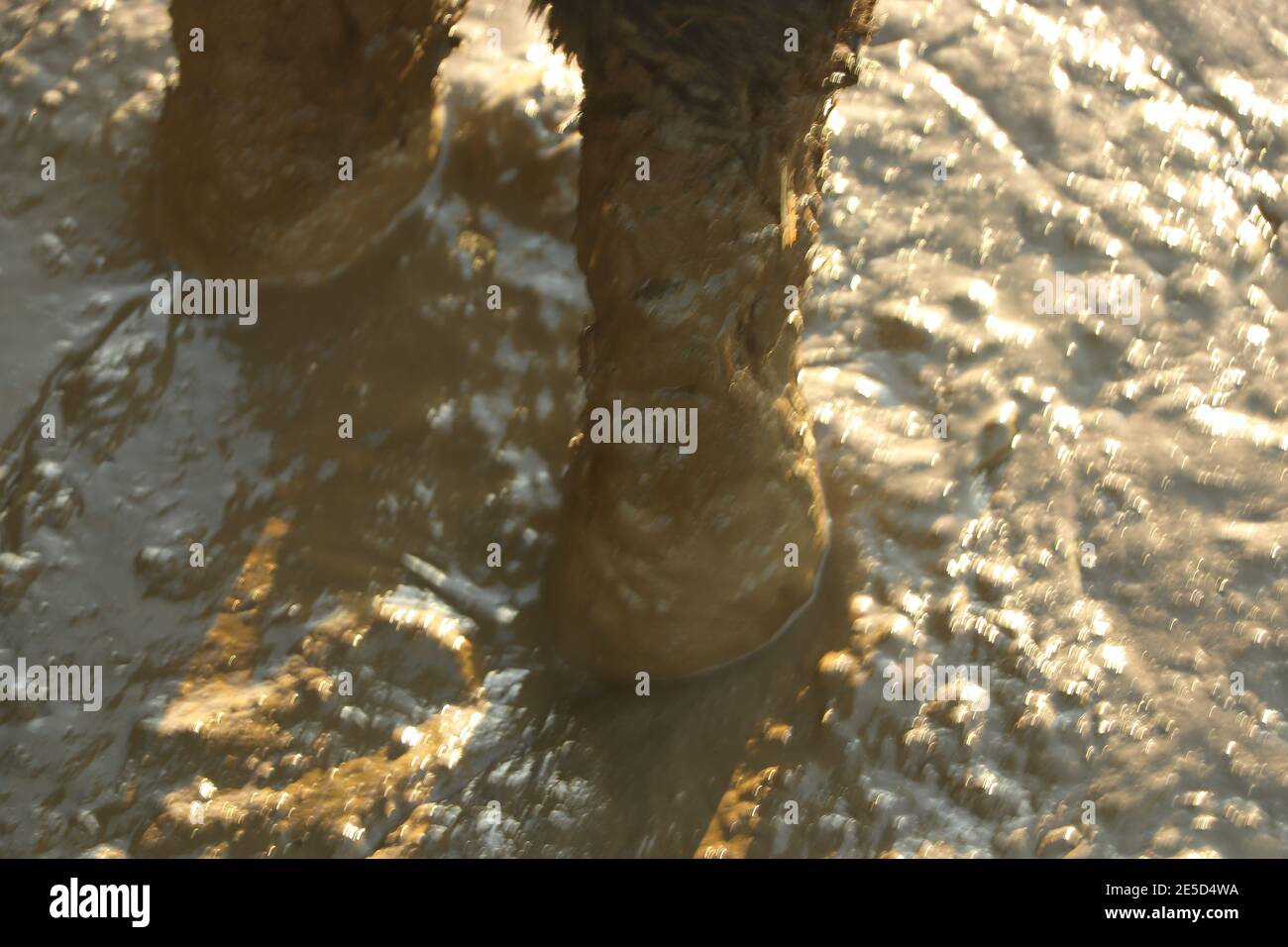 Feet buried in mud hi-res stock photography and images - Alamy