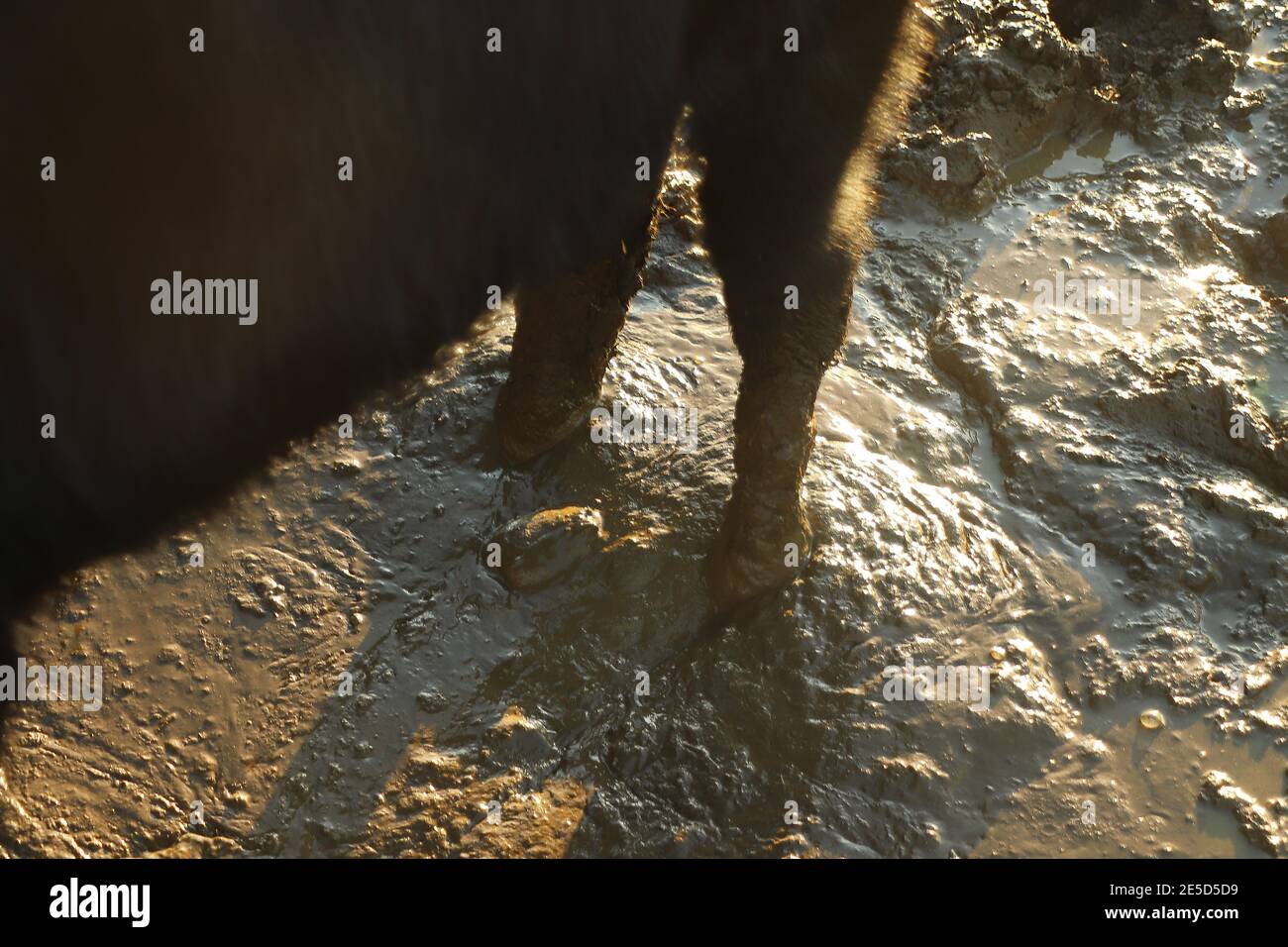 Cows hooves buried deep in the mud Stock Photo - Alamy