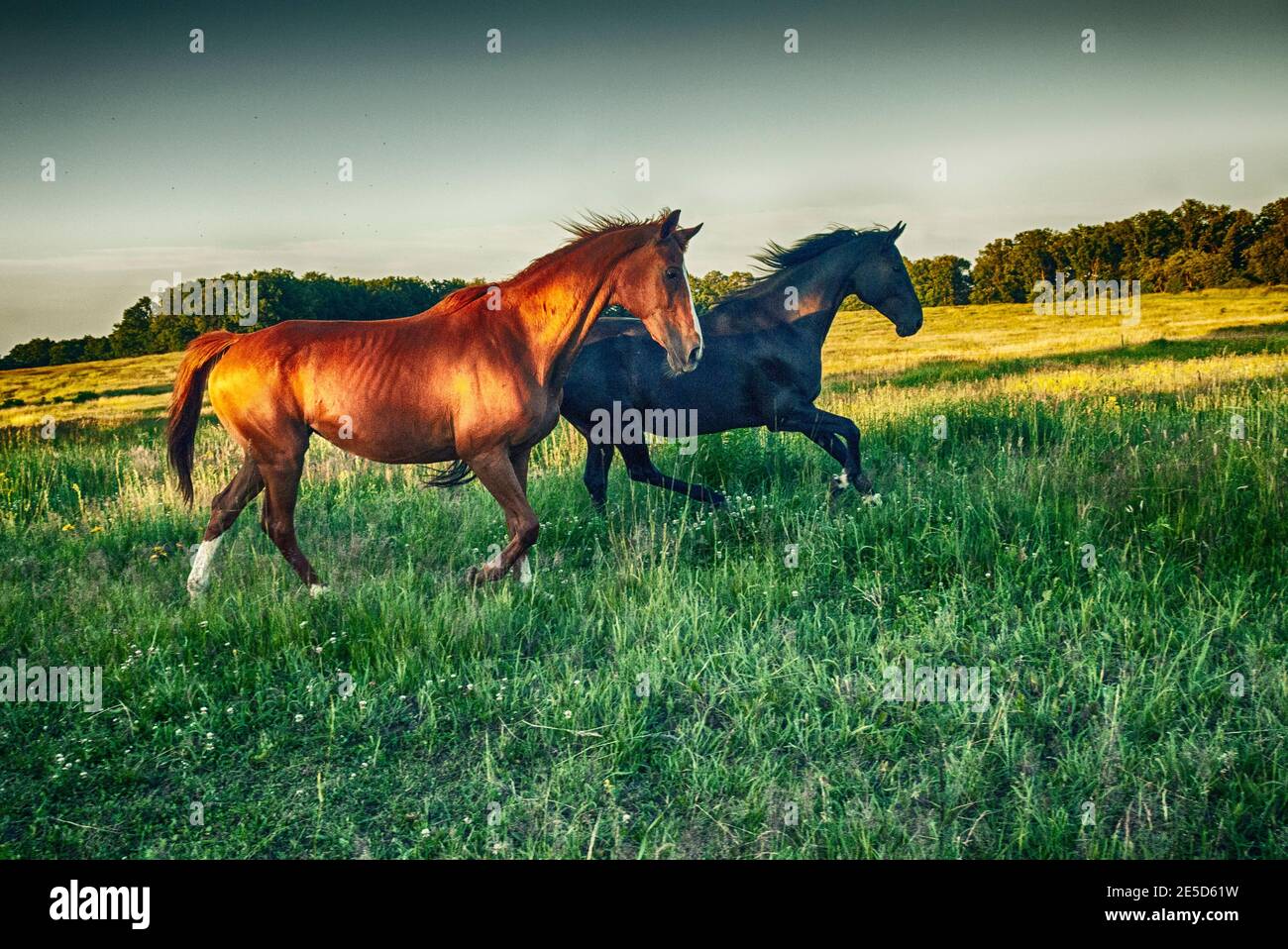 Two Horses Running Together